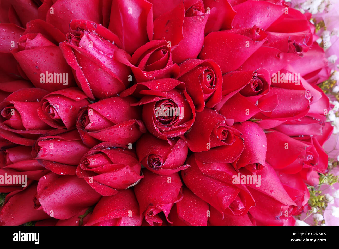 red rose background ,natural texture Stock Photo - Alamy
