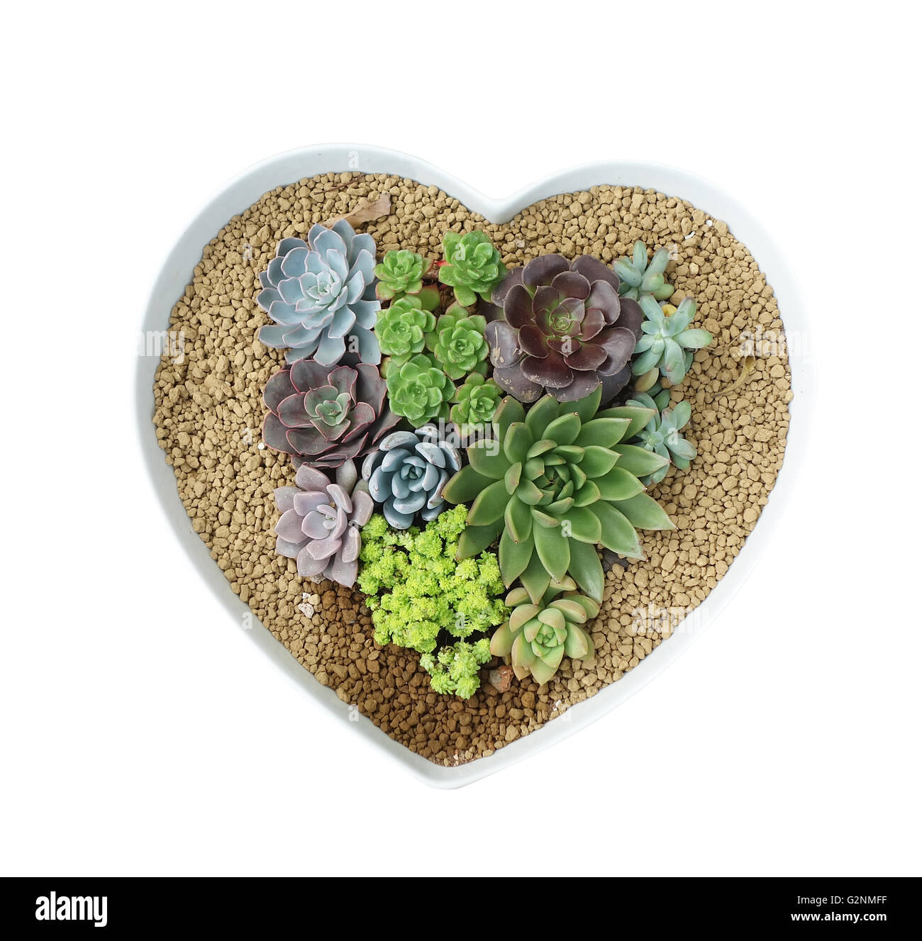 Miniature succulent plants Stock Photo - Alamy