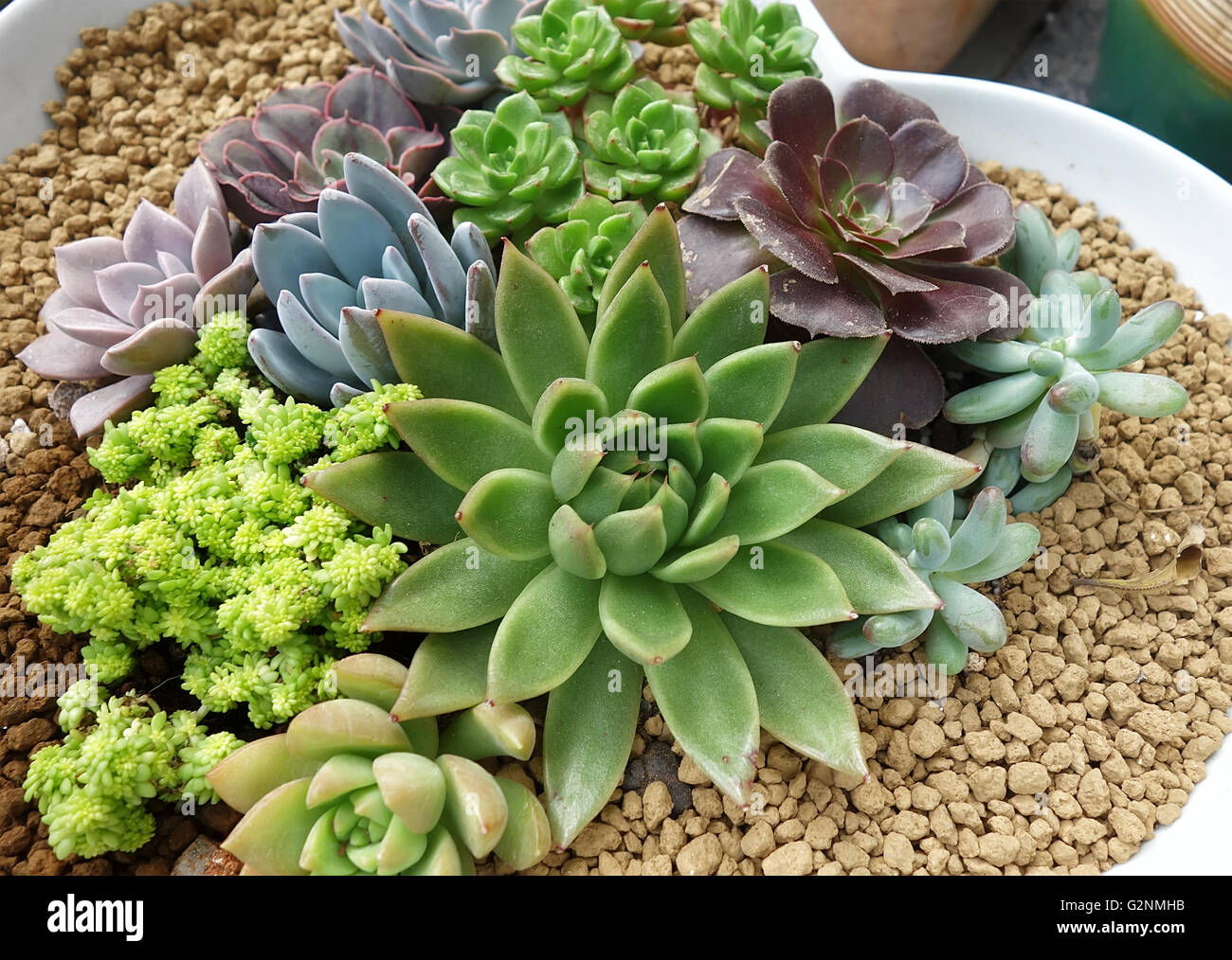Miniature succulent plants Stock Photo - Alamy