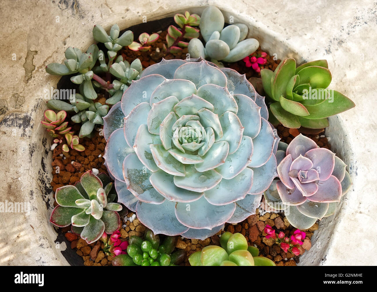 Miniature succulent plants Stock Photo - Alamy