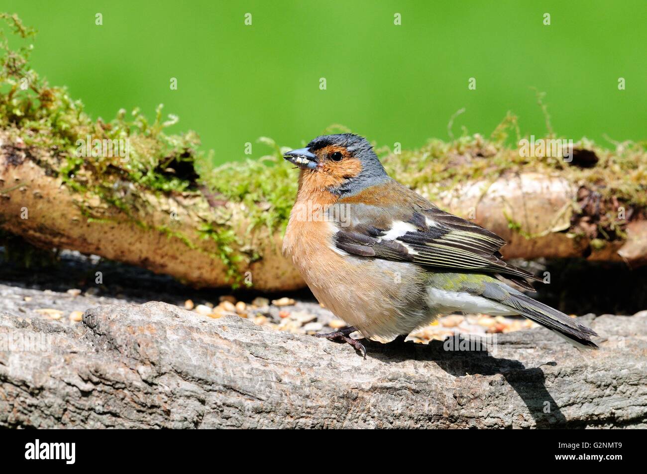 male chaffinch on a bird feeder table Fringilla coelebs Stock Photo - Alamy