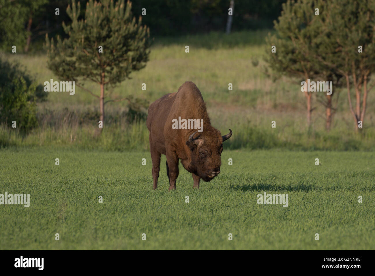 Poland bialowieza forest bison hi-res stock photography and images - Alamy