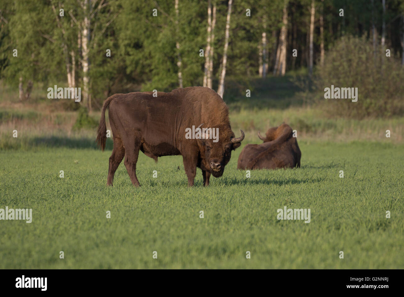 Bialowieza forest bison summer hi-res stock photography and images - Alamy