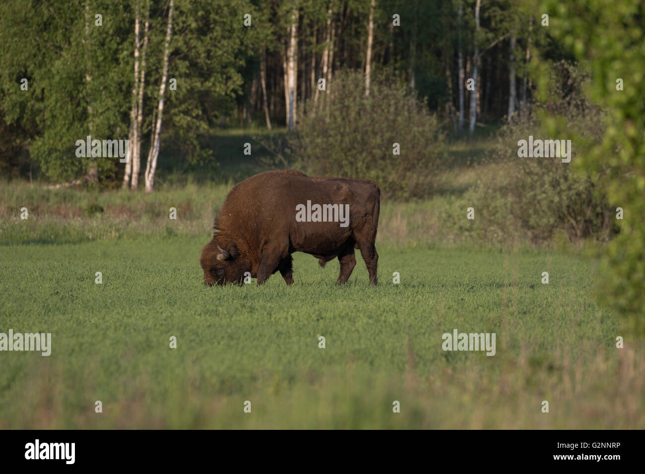 Feeding bison hi-res stock photography and images - Alamy
