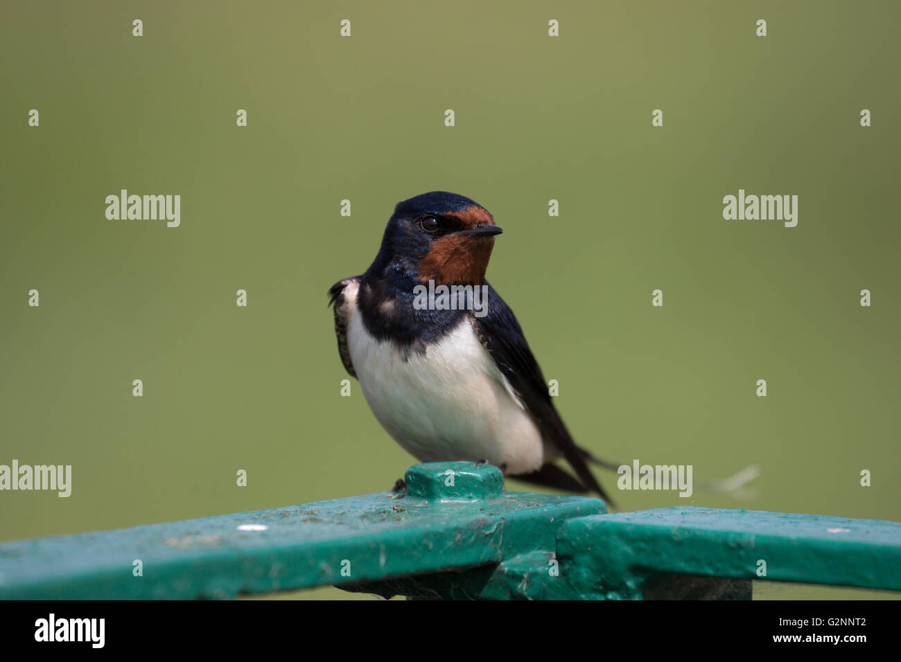 Swallow perching hi-res stock photography and images - Alamy