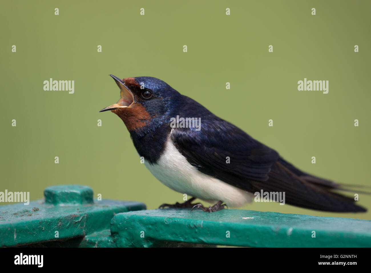 Swallow beak open hi-res stock photography and images - Alamy