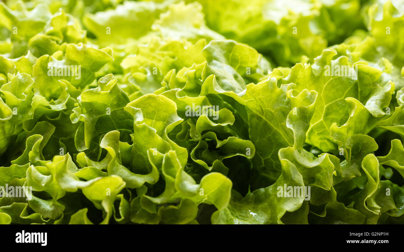 background texture of fresh lettuce leaves close-up Stock Photo - Alamy