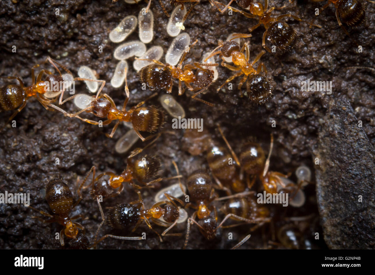 Red ants tend their eggs in macro close up Stock Photo - Alamy