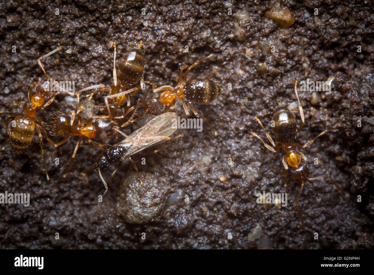 Red ant larvae hi-res stock photography and images - Alamy