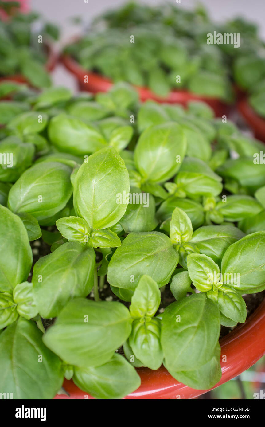 Lots of fresh organic basil growing in garden pot Stock Photo - Alamy