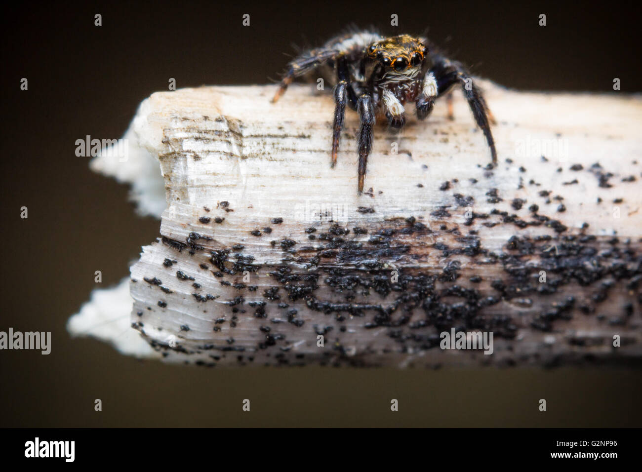 Jumping stick insect hi-res stock photography and images - Alamy