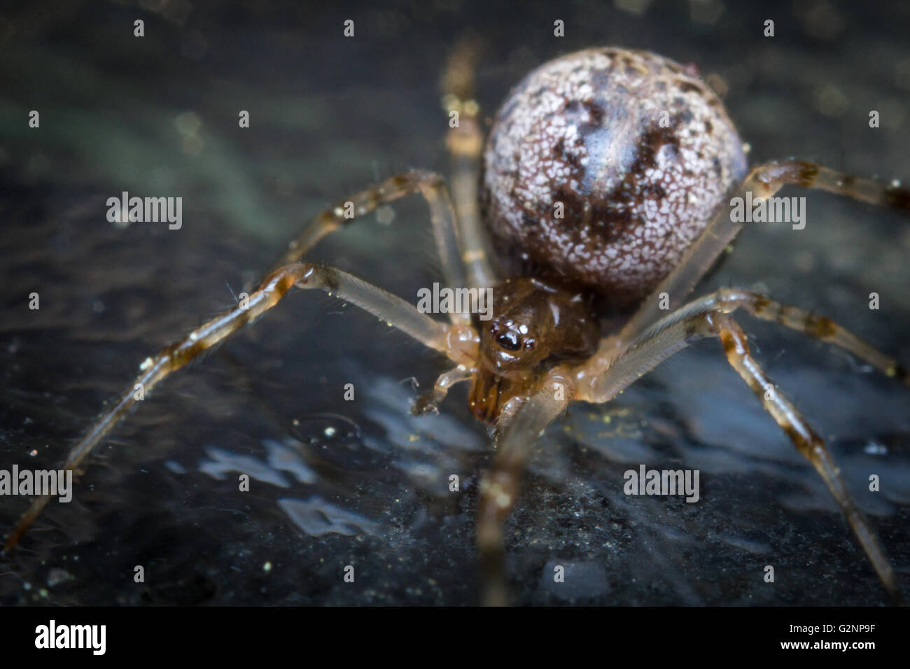Close up macro common house spider with large abdomen Stock Photo - Alamy