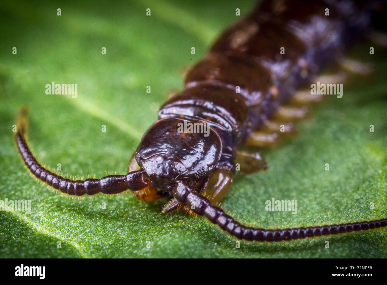 Extreme close up macro shot of Cryptopid Centipede, Theatops ...