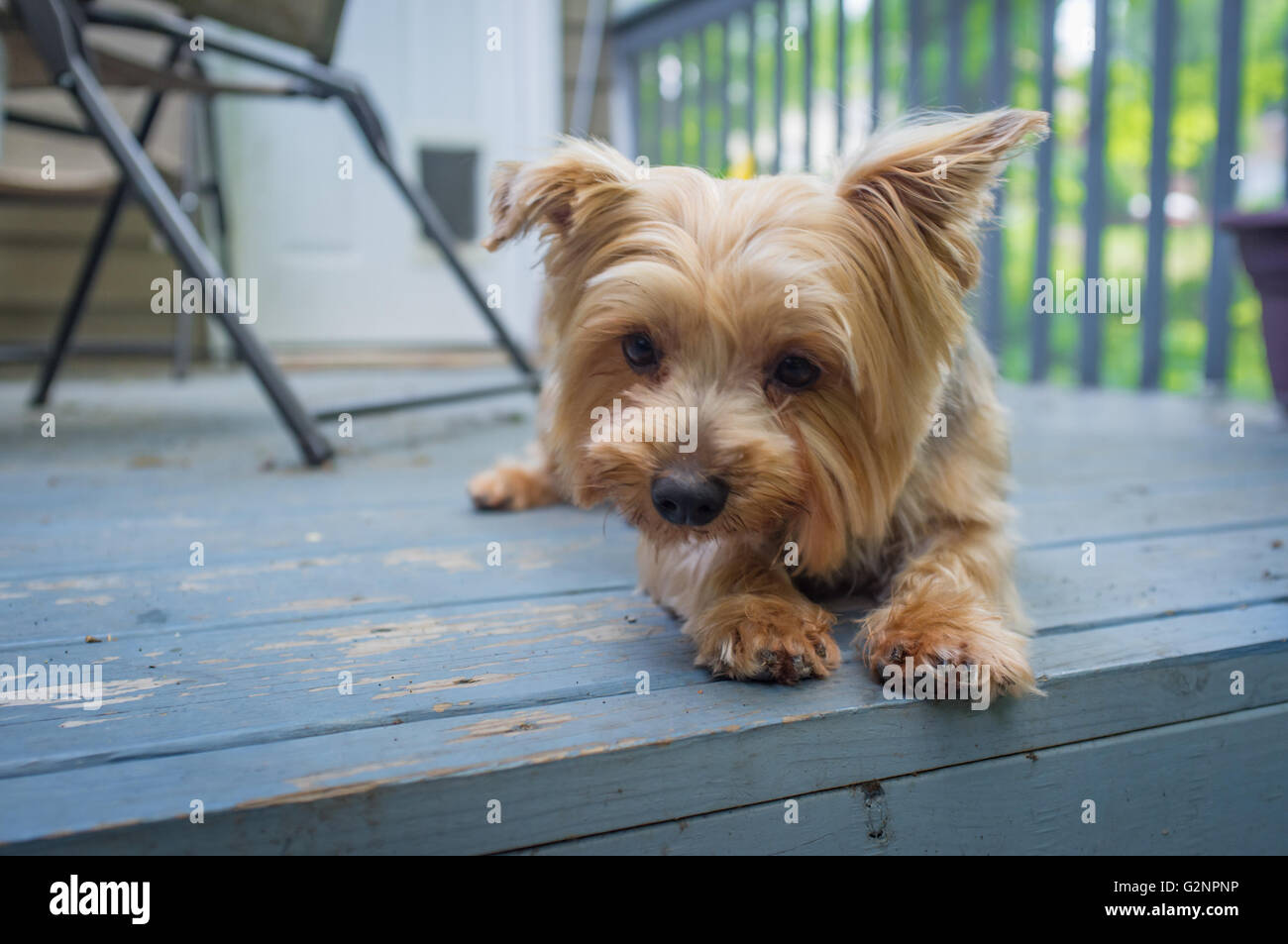 Can A Yorkie Be An Outside Dog