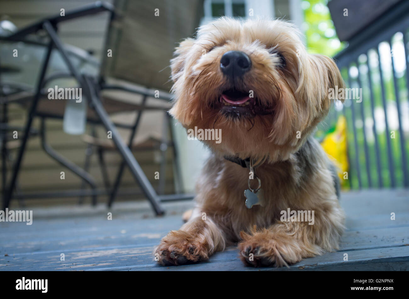 Portrait yorkshire terrier or yorkie outside on blue porch Stock Photo ...