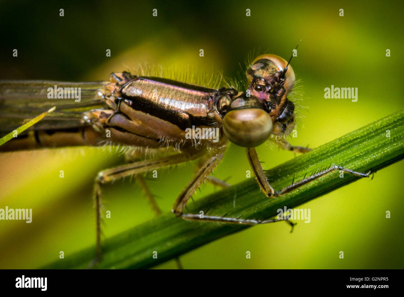 Extreme close up macro colorful damselfly eyes springtime Stock Photo ...