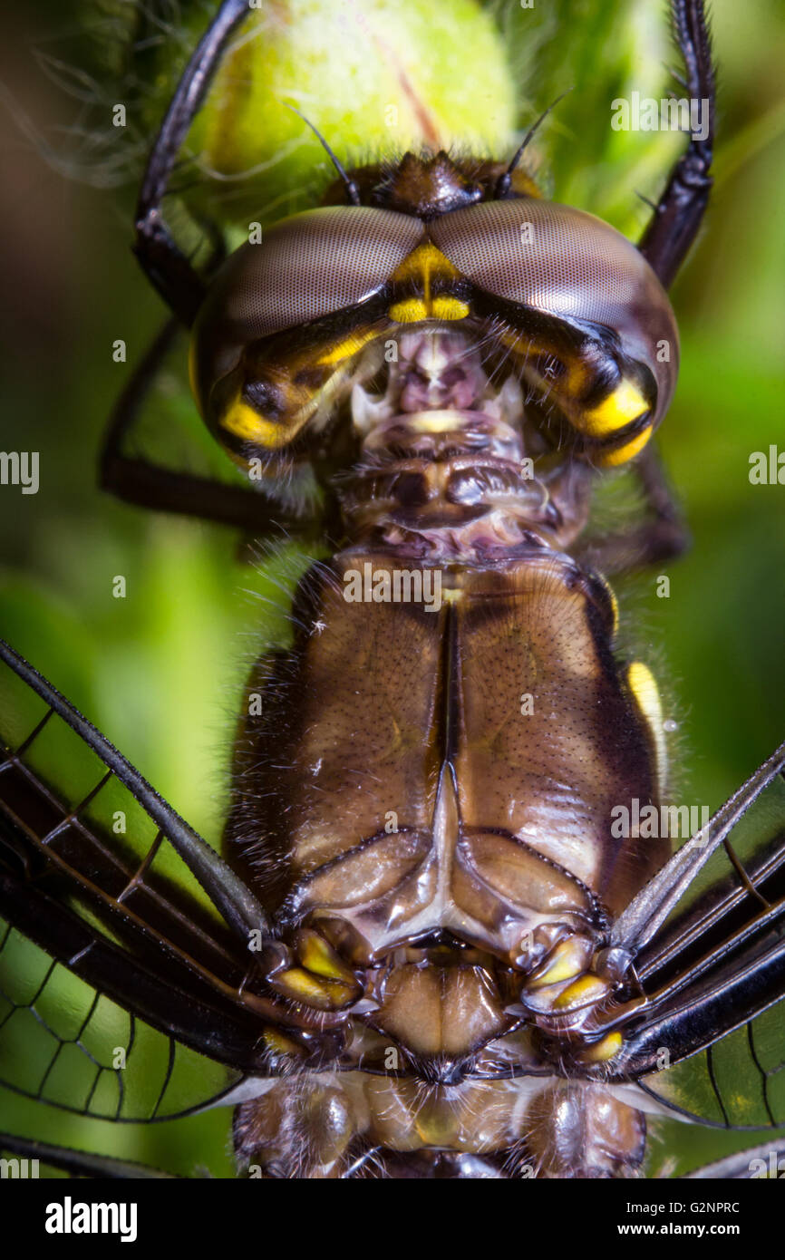 Extreme close up macro colorful dragonfly eyes springtime Stock Photo ...