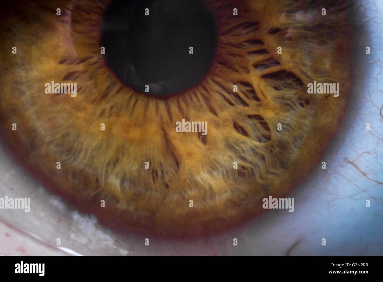 Macro extreme close up human eyeball background Stock Photo - Alamy