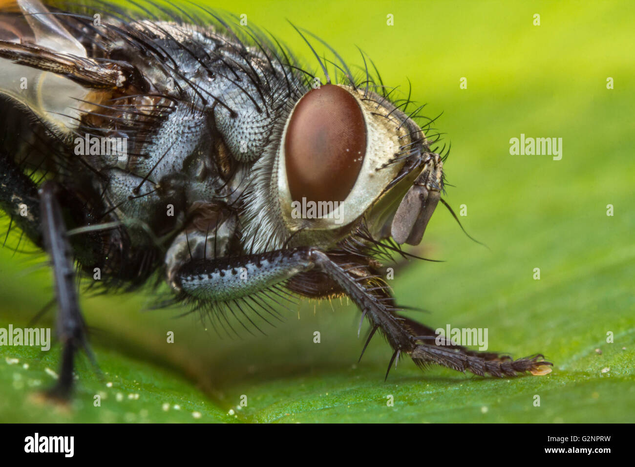 Extreme close up macro house fly insect background Stock Photo - Alamy