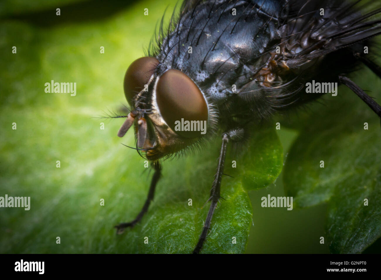 Extreme close up macro house fly insect background Stock Photo - Alamy