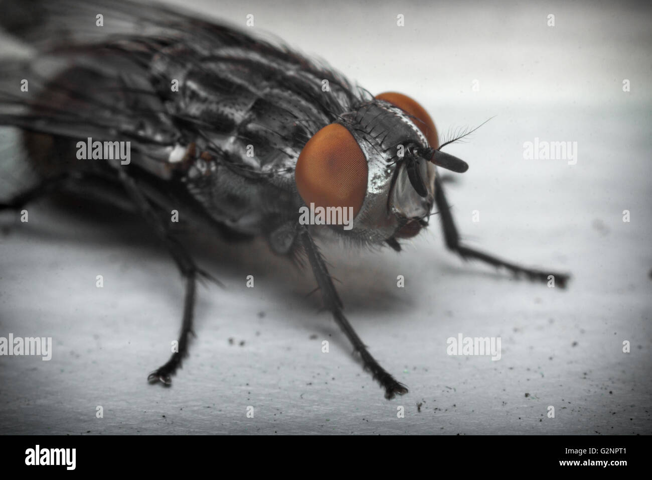 Extreme close up macro house fly insect background Stock Photo - Alamy