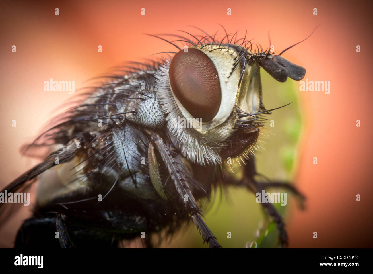 Extreme close up macro house fly insect background Stock Photo - Alamy