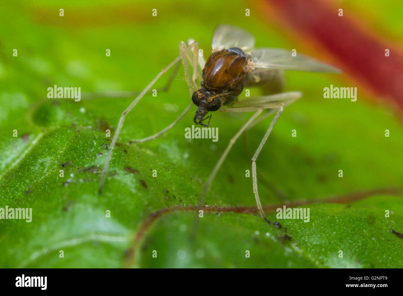 Sand fly hi-res stock photography and images - Alamy