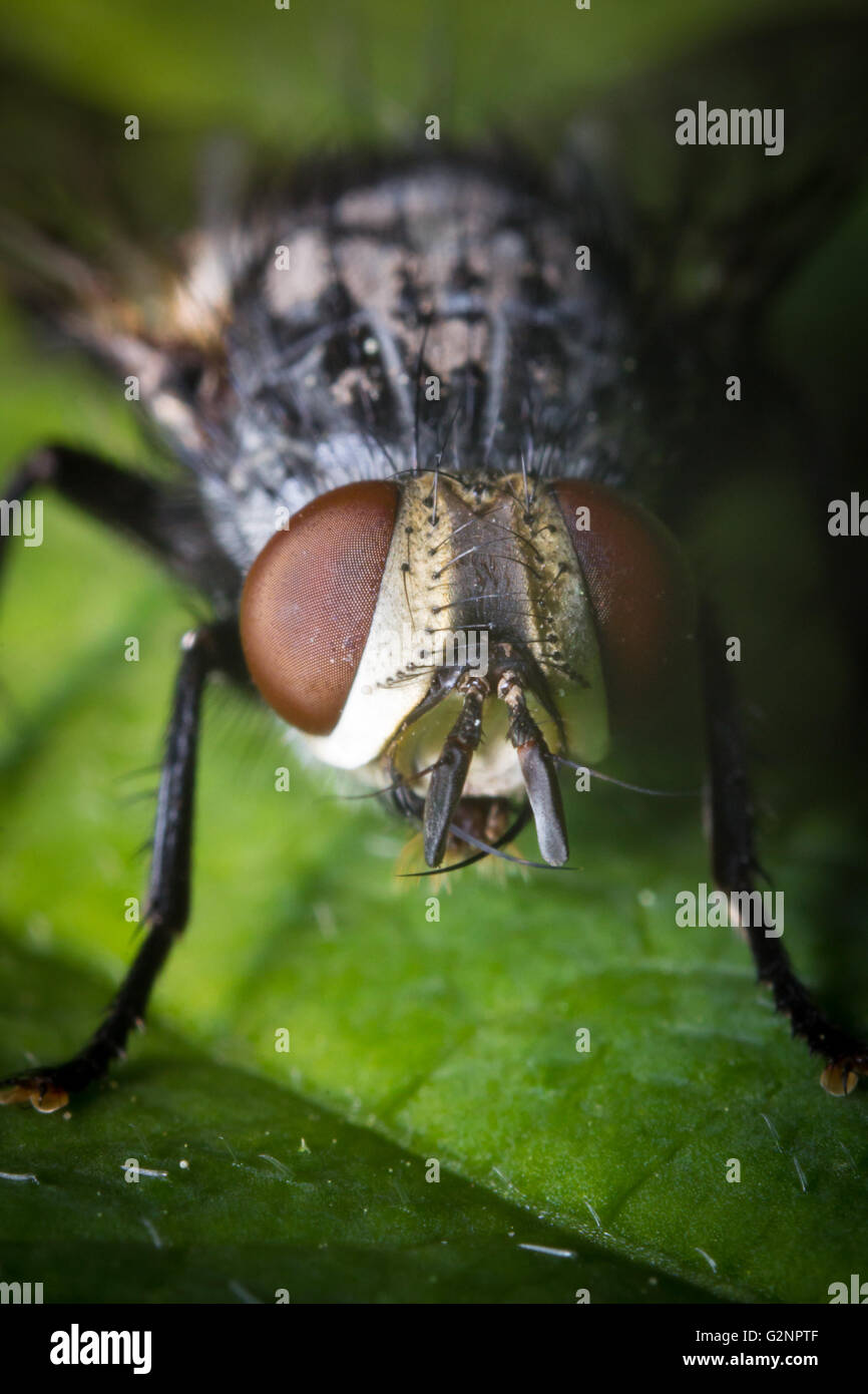 Extreme close up macro house fly insect background Stock Photo - Alamy