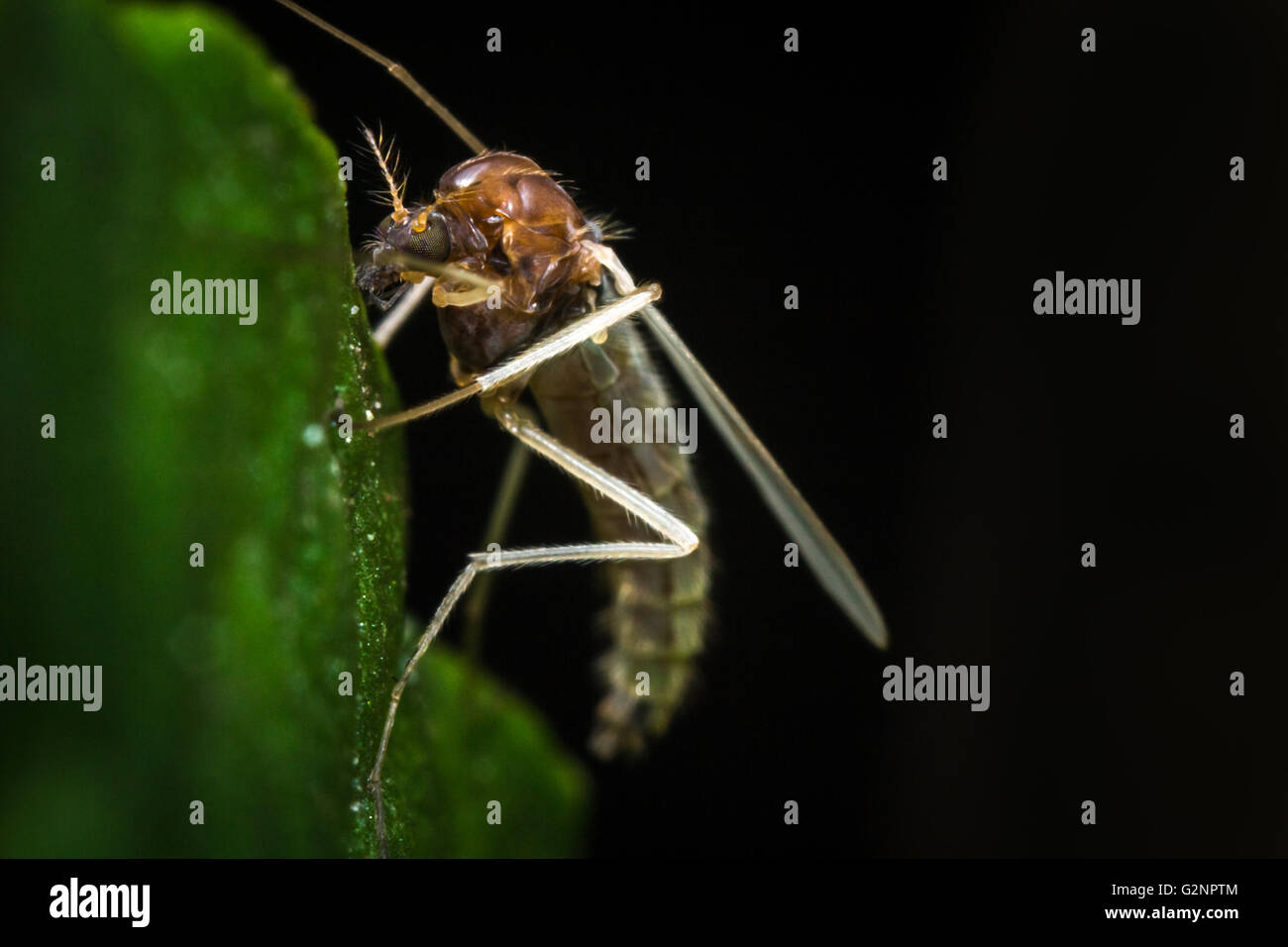 Sand fly hi-res stock photography and images - Alamy
