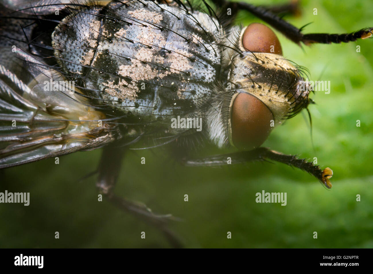 Extreme close up macro house fly insect background Stock Photo - Alamy