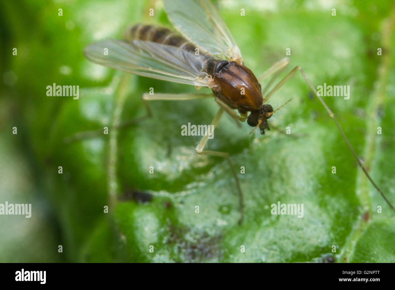 Sand gnat hi-res stock photography and images - Alamy
