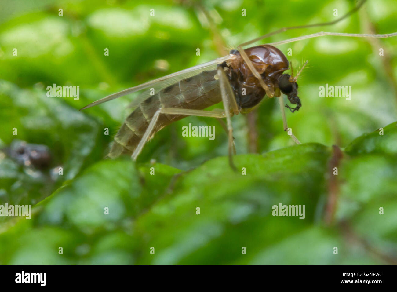 Close up macro of small sand fly gnat on green leaf Stock Photo - Alamy