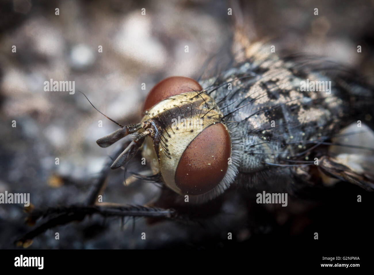 Extreme close up macro house fly insect background Stock Photo - Alamy