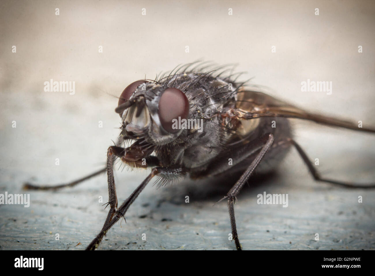 Extreme close up macro house fly insect background Stock Photo - Alamy