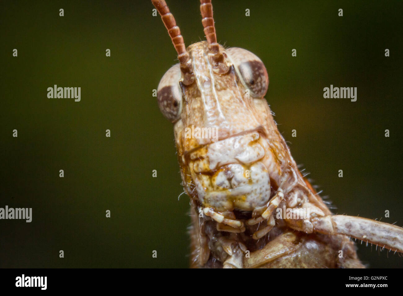 Locust face hi-res stock photography and images - Alamy