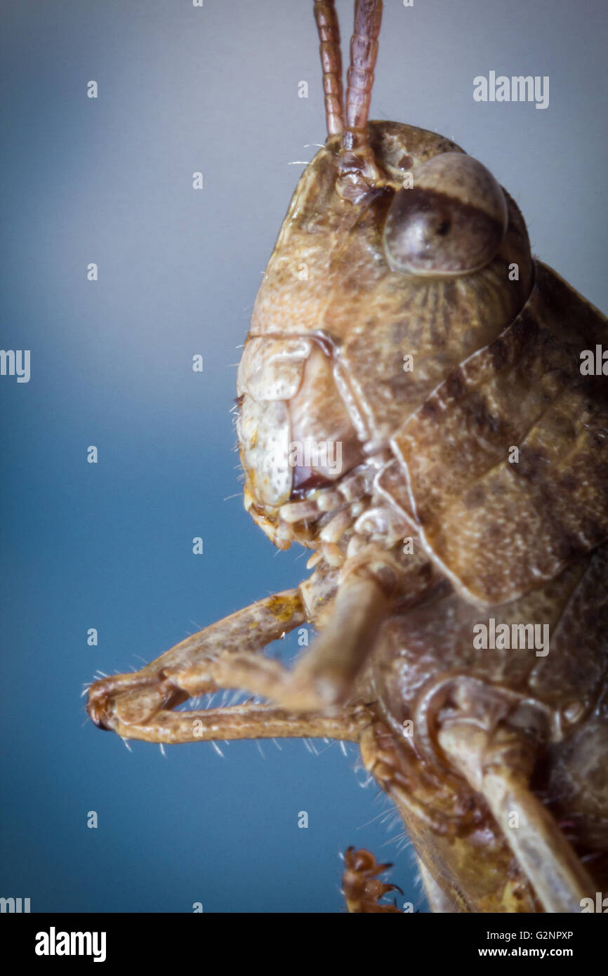 Extreme closeup macro carolina locust grasshopper insect portrait Stock ...