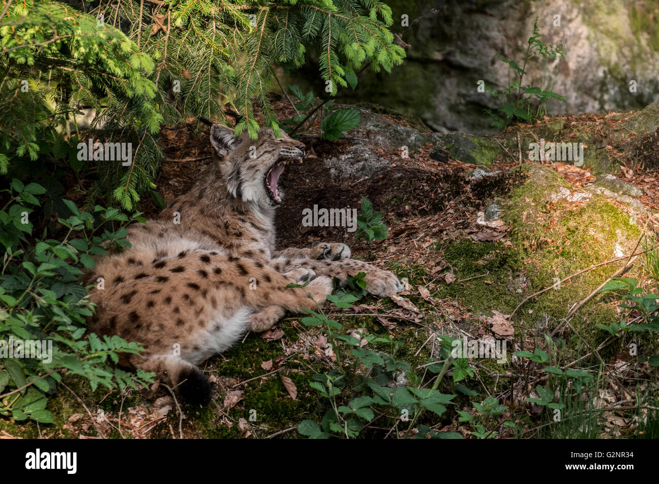 Sleepy Eurasian lynx (Lynx lynx) resting in pine forest and yawning ...