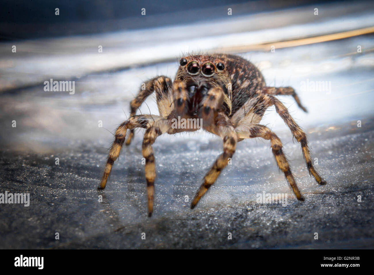 Super macro close up jumping spider on glass surface Stock Photo - Alamy