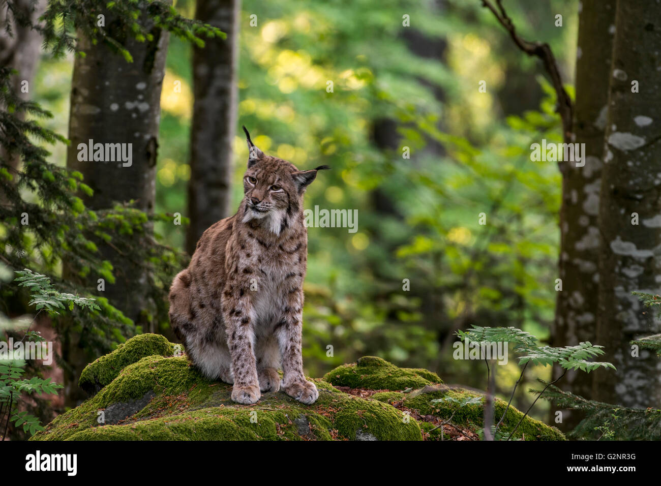 Eurasian lynx (Lynx lynx) sitting in woodland Stock Photo - Alamy