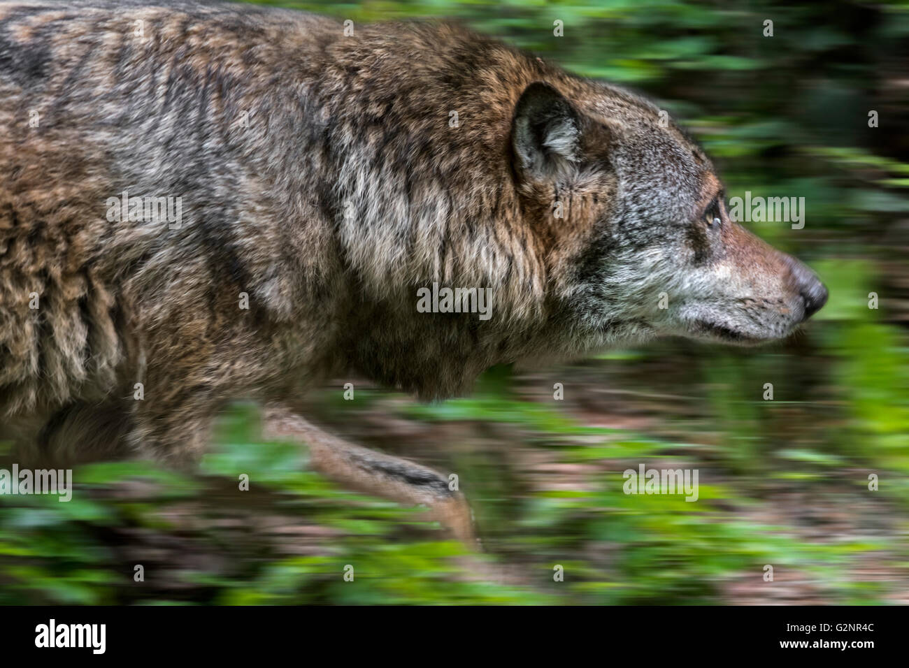 Close up of solitary gray wolf / grey wolf (Canis lupus) running in ...