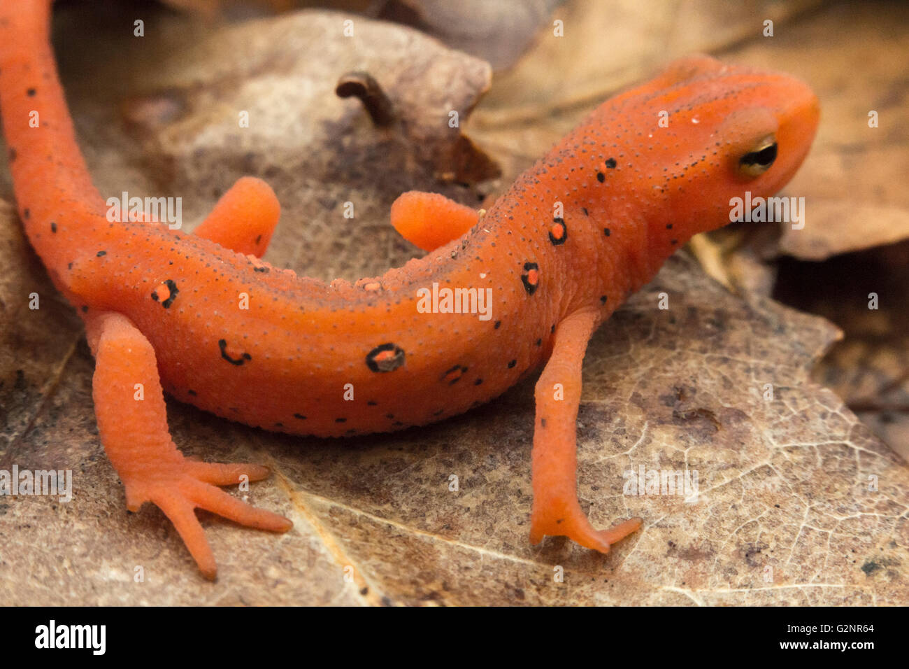 Close up macro red spotted newt in its forest habitat Stock Photo - Alamy
