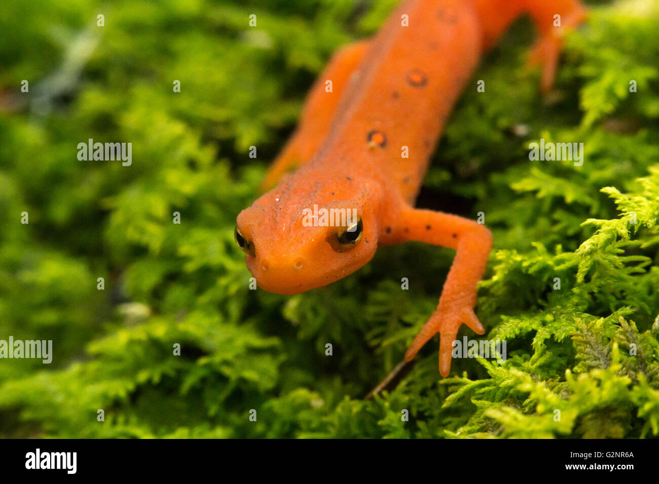 Newt red spotted hi-res stock photography and images - Alamy