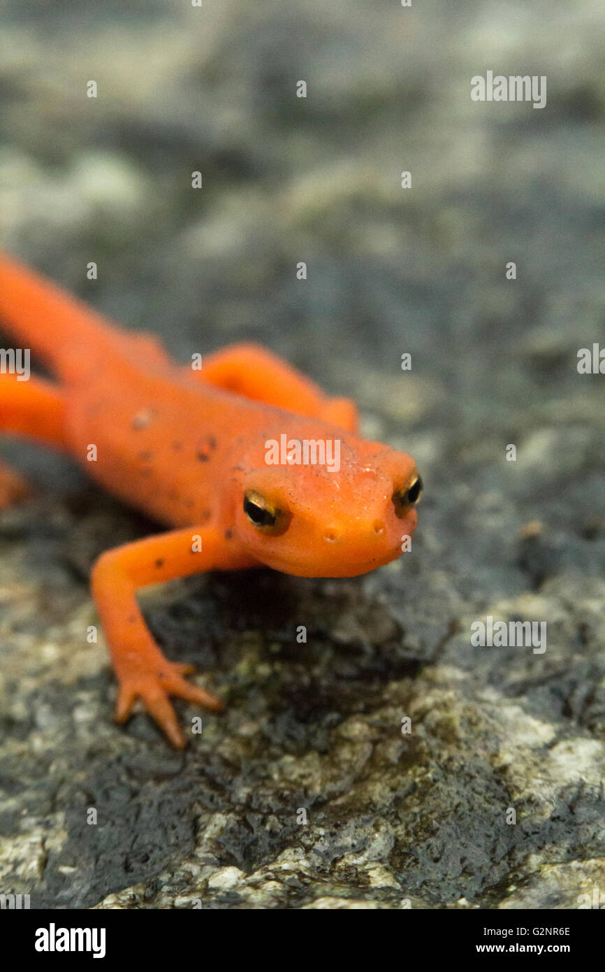 Newt red spotted hi-res stock photography and images - Alamy