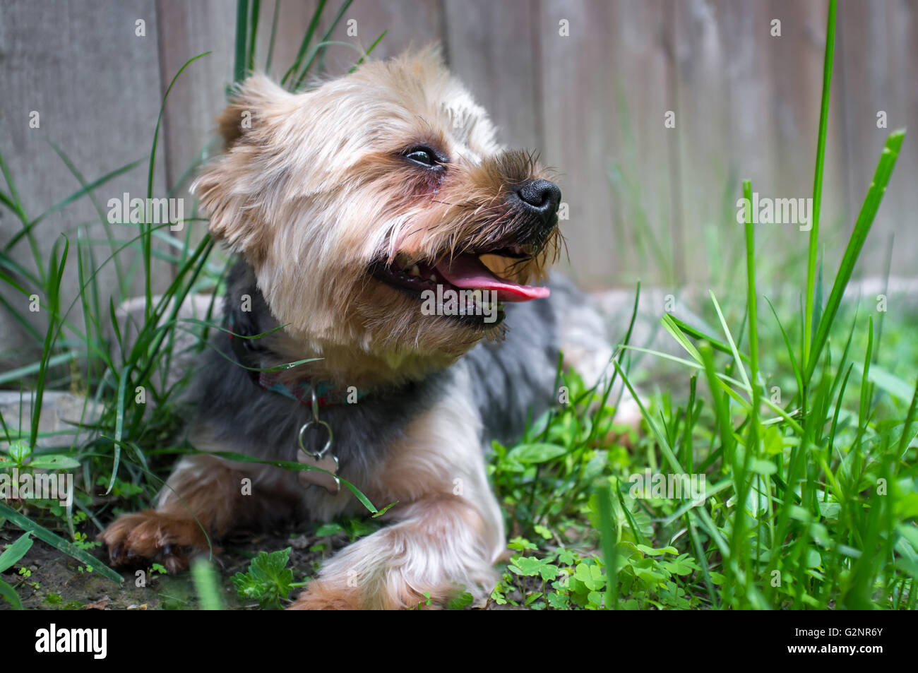 Portrait yorkshire terrier or yorkie sitting in grass and smiling Stock ...