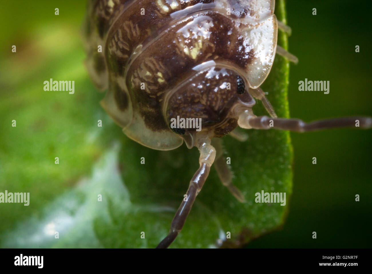 Roly poly bug hi-res stock photography and images - Alamy