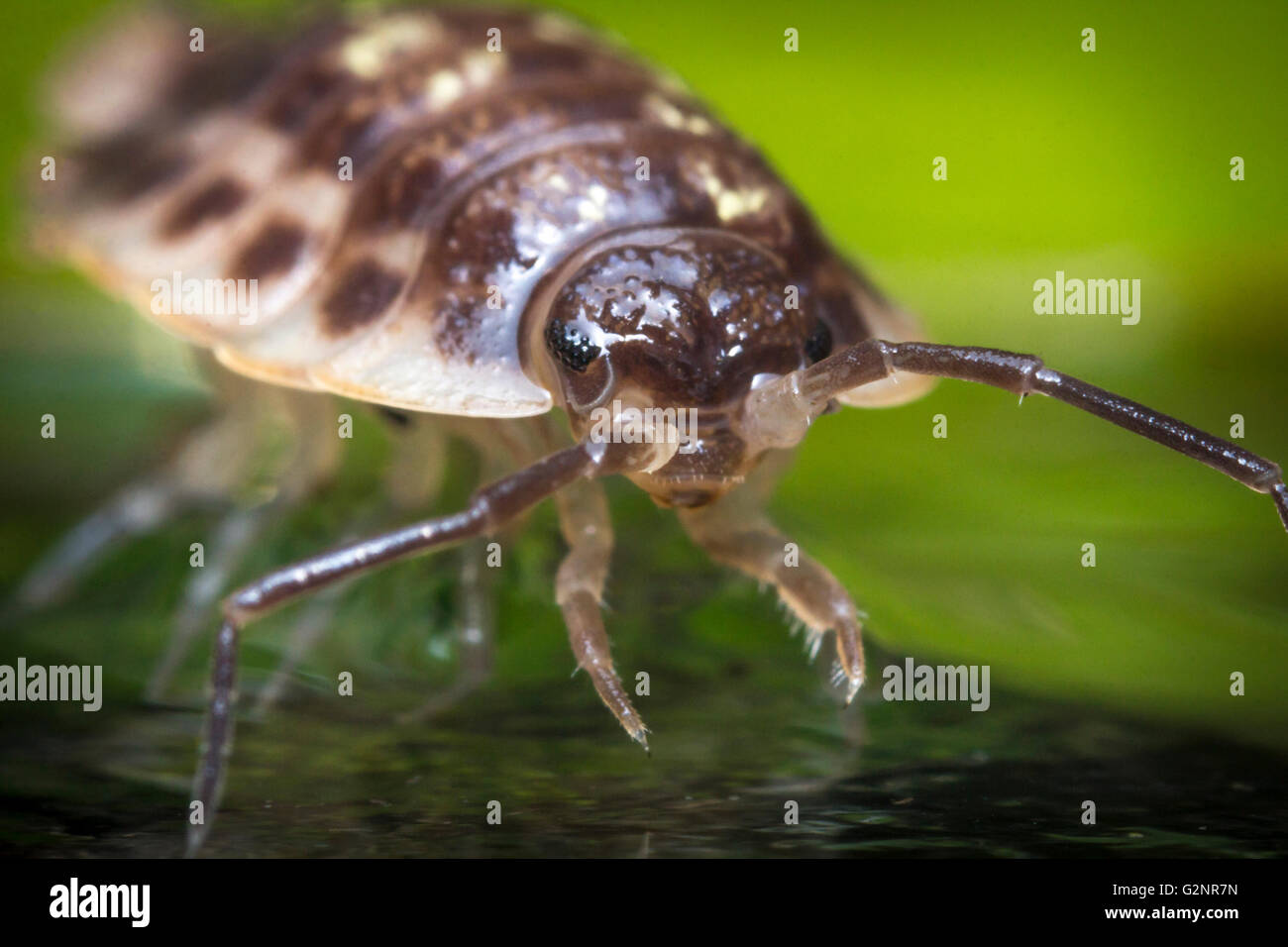 Roly Poly Bug High Resolution Stock Photography and Images - Alamy