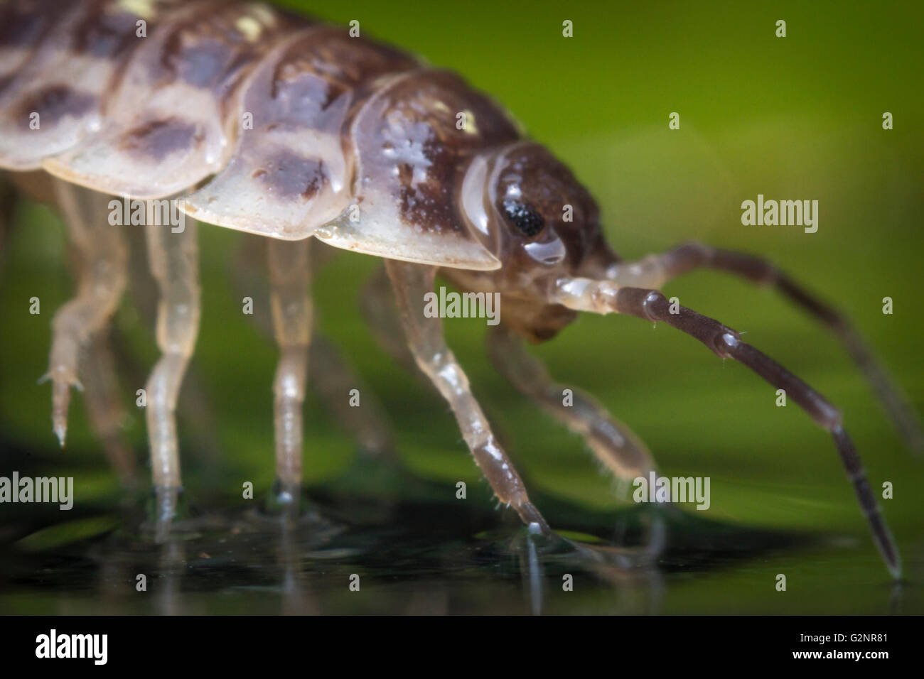 Pill bug green hi-res stock photography and images - Alamy