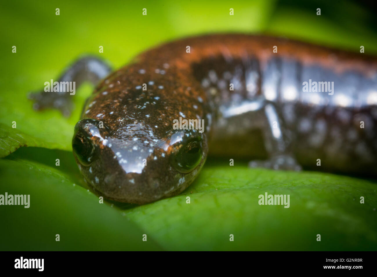 Lead backed salamander hi-res stock photography and images - Alamy