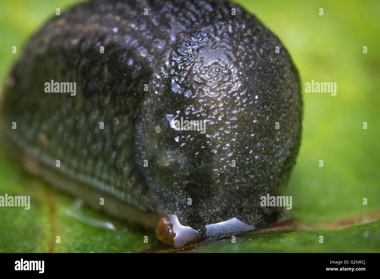 Closeup macro slug moving tree hi-res stock photography and images - Alamy