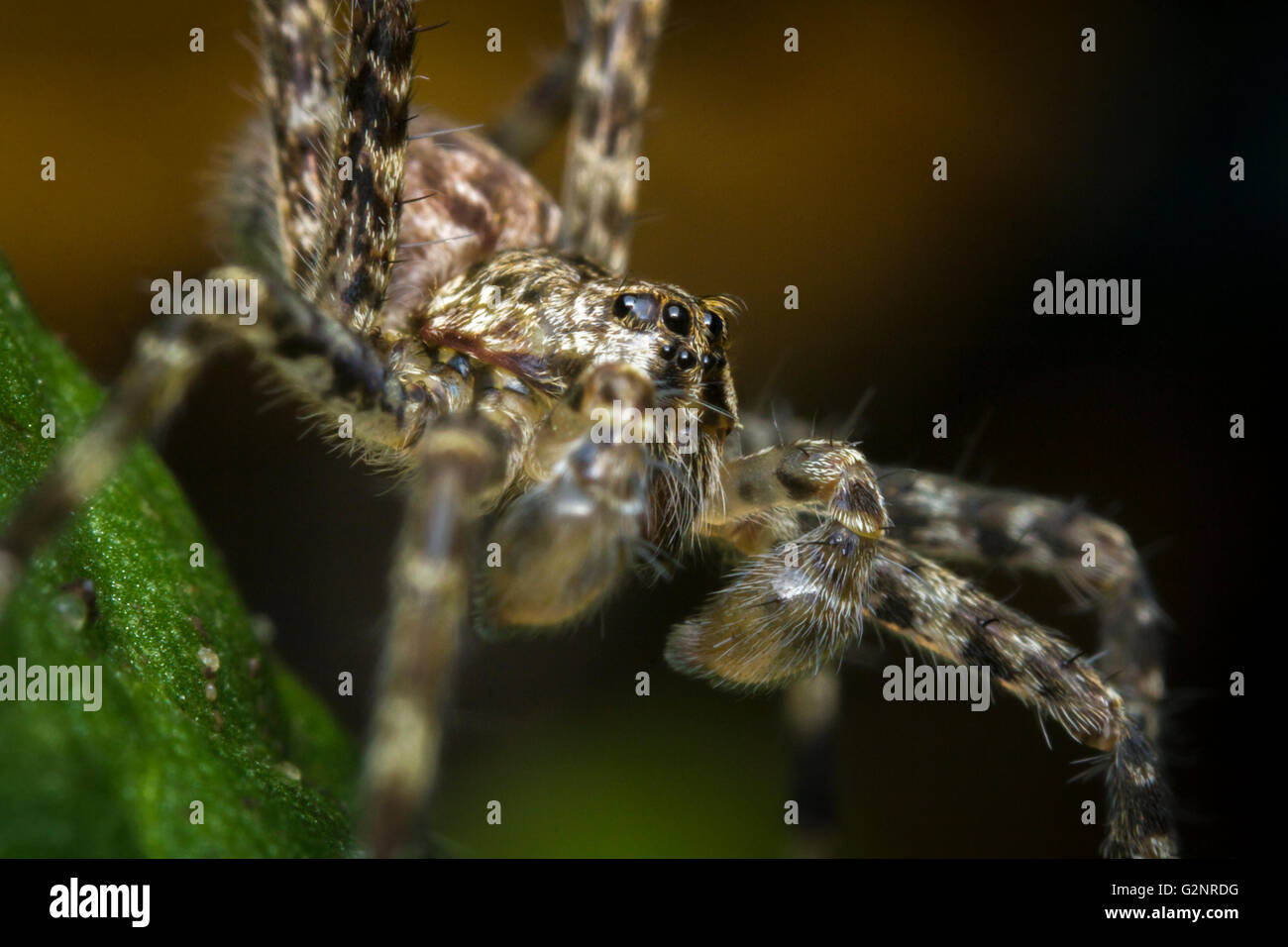Extreme close up macro shot of a wolf spider on a green leaf Stock ...